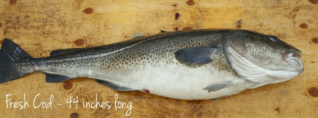 Newfoundland Seafood Chowder – Around the Bay with DD